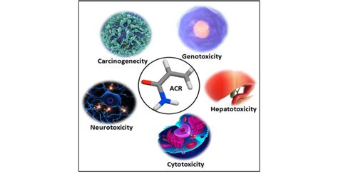 Various Type Of Toxicity By Acrylamide Download Scientific Diagram