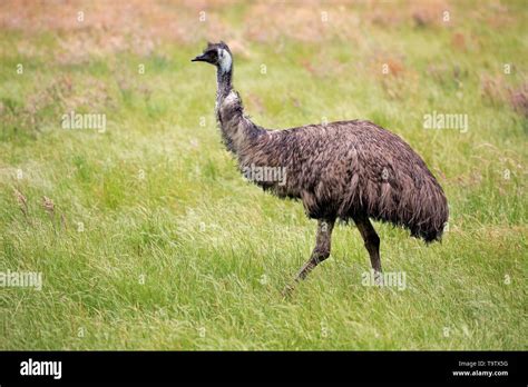 Emu Vs Kangaroo