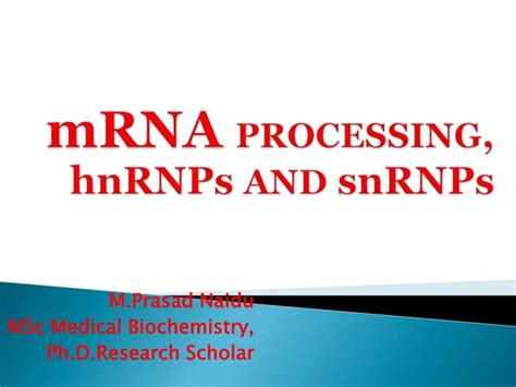 Hn Rna Processing Ppt