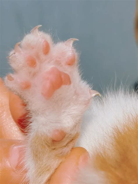 被猫咬伤狂犬病几乎为0真的吗？ 知乎