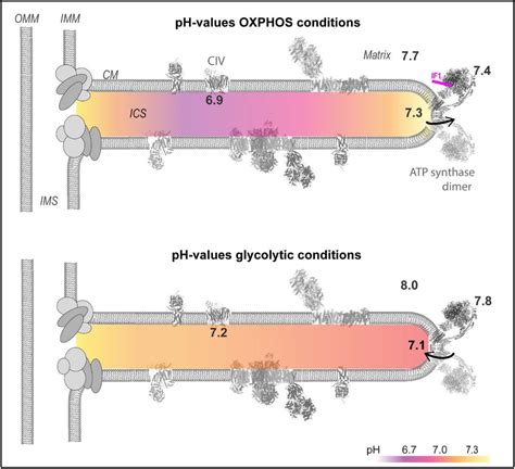 In The Cell Atp Hydrolysis