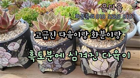 구독자님들이 보내주신 예쁜 영상 입니다흑토화분에 다육이 Youtube
