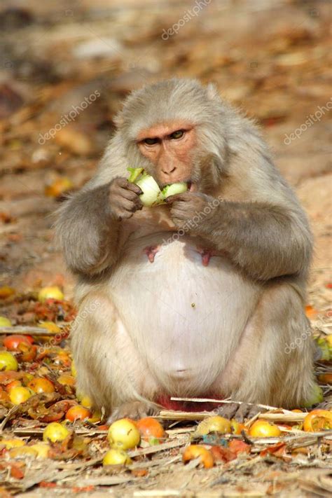 Monkey Sits And Eats Fruit India Stock Photo Catiivanoff Mail Ru