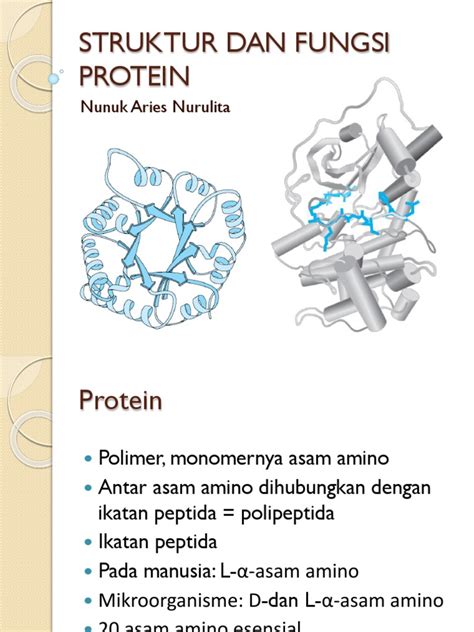 5 Struktur Dan Fungsi Protein Descargar Gratis Pdf Proteins