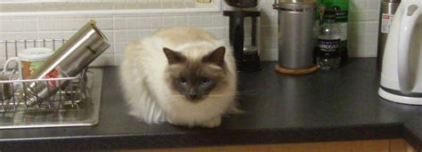 baz and exo the dynamic siamese duo