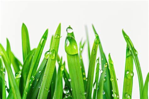 Premium Photo Glistening Dew Drops Captured On The Tips Of Green