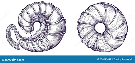 An Antique Engraving Illustration In Black And White Of A Nautilus