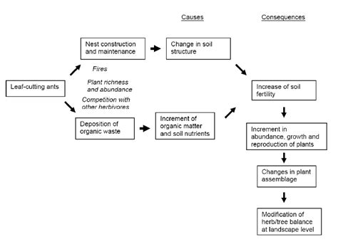 Schematic Representation Of How Leaf Cutting Ants Improve Soil