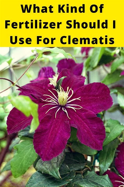 Clematis Vine Care Planting Growing And Pruning Tips Artofit