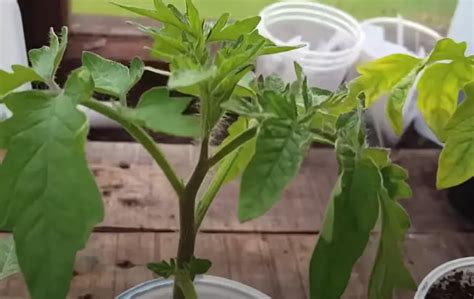 When To Transplant Tomato Seedlings Gardenprofy