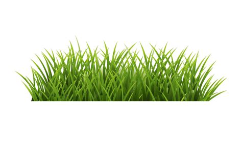 Premium Vector Green Grass Panorama Isolated White Background