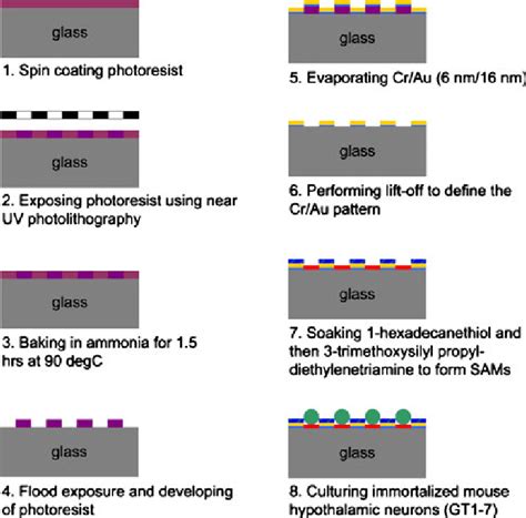 Scheme Of The Cell Patterning Technique Download Scientific Diagram