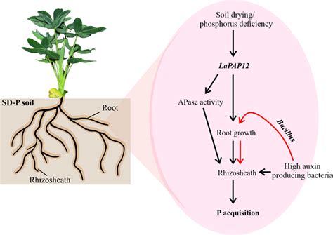 Model Figure 1 Phosphorus Responsive Purple Acid Phosphatase12 And Download Scientific Diagram