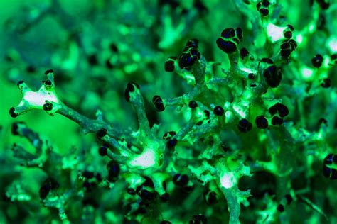 Glowing Lichen By Symbiosis Justin Brosey Redbubble