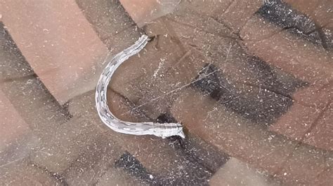 Help Identify Worms Rvermiculture