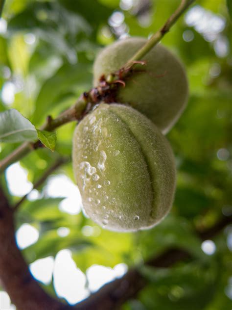Banco de imagens verde plantar Comida produzir flora árvore fruta ramo botânica folha