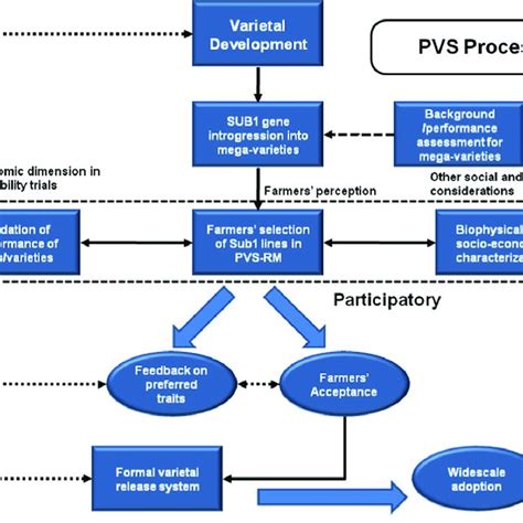 a schematic representation of the pvs model of matching biophysical