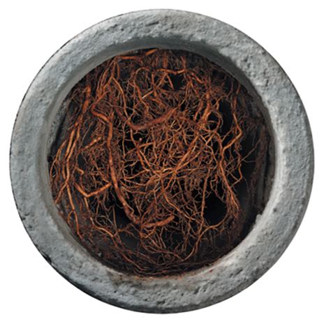 Clogged Sewer Line Philadelphia