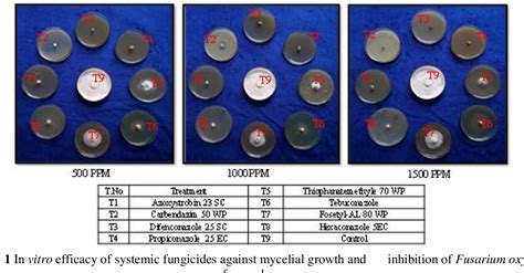 Figure 1 From In Vitro Efficacy Of Fungicides Against Fusarium Oxysporum F Sp Melongenae