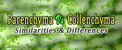 Parenchyma And Collenchyma EasyBiologyClass