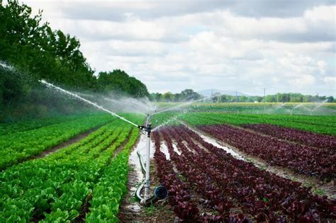 Drip And Sprinkler Irrigation System Ruahagroup