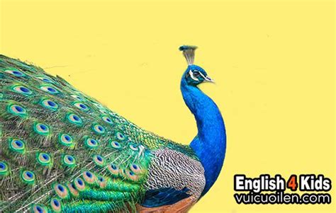 Con Chim Công Tiếng Anh Là Gì Và đọc Như Thế Nào Cho đúng
