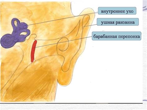 Как человек воспринимает окружающий мир Online Presentation