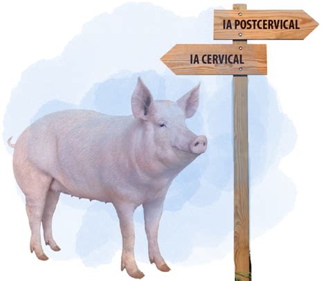 Inseminación Artificial en cerdas Todo lo que debes de saber