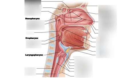 Chapter 22 Upper Respiratory Tract Diagram Quizlet