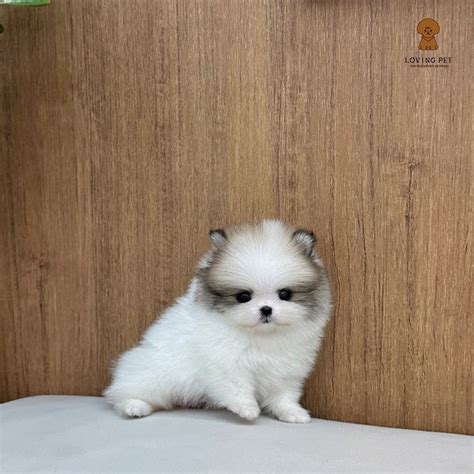 인천논현동강아지분양 파티포메라니안분양 아랑 왕자님 분양중입니다 네이버 블로그