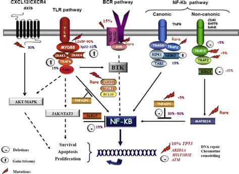 high throughput whole genome sequencing single nucleotide polymorphism