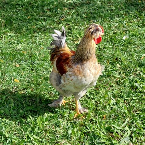 Продавам млади петлета Кокошки Пилета Селскостопански животни София Продавам млади пе