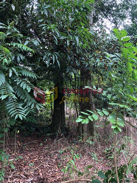 4 Cedar Tree For Sale Ewarton