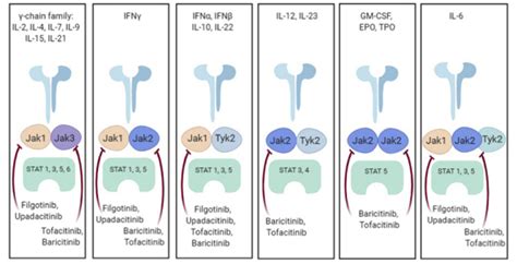 Cytokine Signaling Through Jak Stat Pathway K Bechman Et Al The New Download Scientific