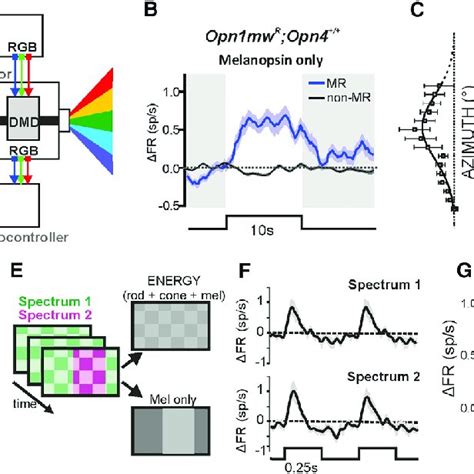 Pdf Melanopsin Contributions To The Representation Of Images In The