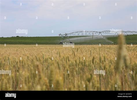Odesa Region Ukraine June 11 2022 An Irrigation Sprinkler Is