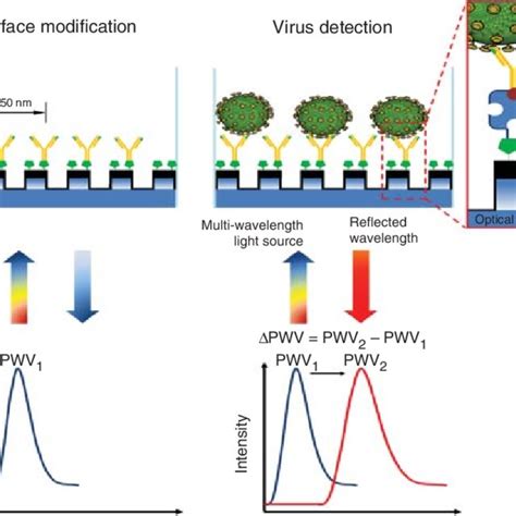 Pdf Detection Of Hiv Virus Using Biosensor