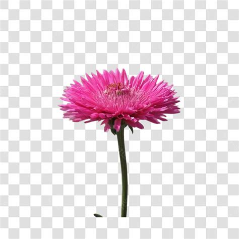 Flor Rosa Png Transparente PNG Grátis download