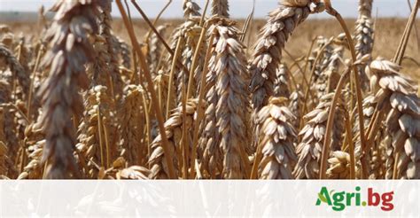 Как да опазите пшеницата от пожар Agri BG