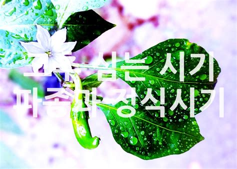고추 심는 시기 파종과 정식시기 위즐