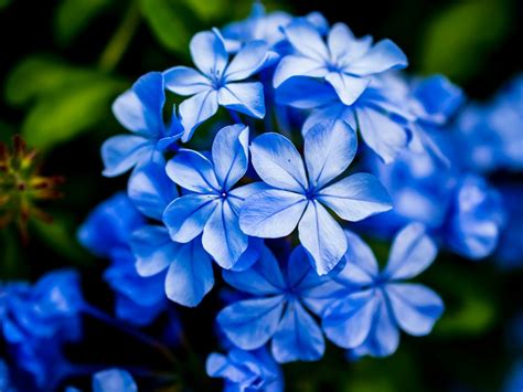 Blue Flowers Images