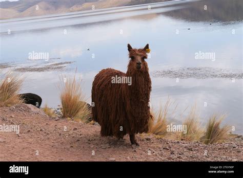 A Brown Alpaca Suri With A Longer Fur Coat Walking On A Road Next To A