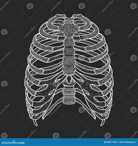Illustration Of Human Rib Cage Line Art Style Stock Vector