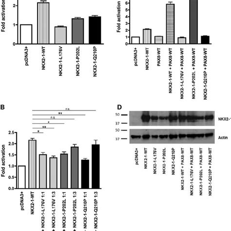 functional activity of mutant versus wild type nkx2 1 hek293 cells