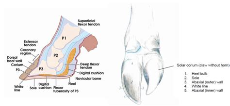 Goat Hoof Anatomy