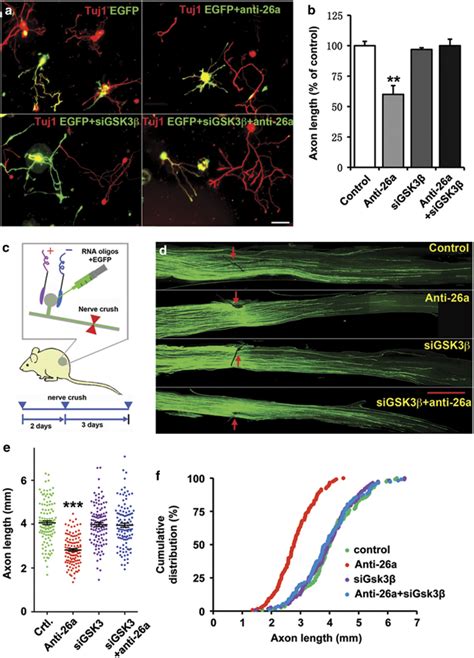 Mir 26a Supports Sensory Axon Regeneration By Targeting Gsk3β In Vitro