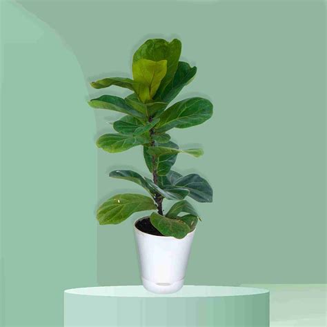 Fiddle Leaf Fig Plant With Self Watering Pot Ficus Lyrata Buy Fiddle