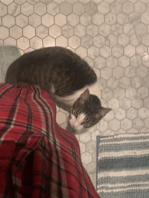 Eepy Cat R Notinteresting