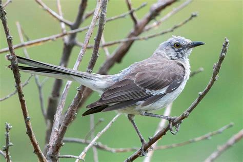 Juvenile Mockingbird