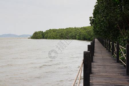 天然红树林森中的林木通高清图片下载 正版图片507191063 摄图网